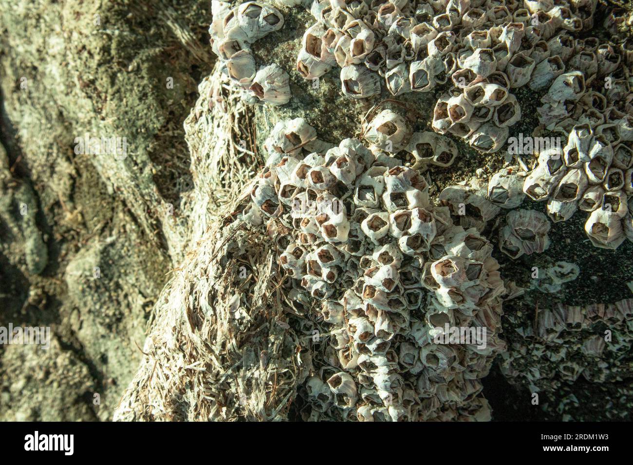 Close up of barnacles on a rock in the Galapagos Islands Stock Photo ...