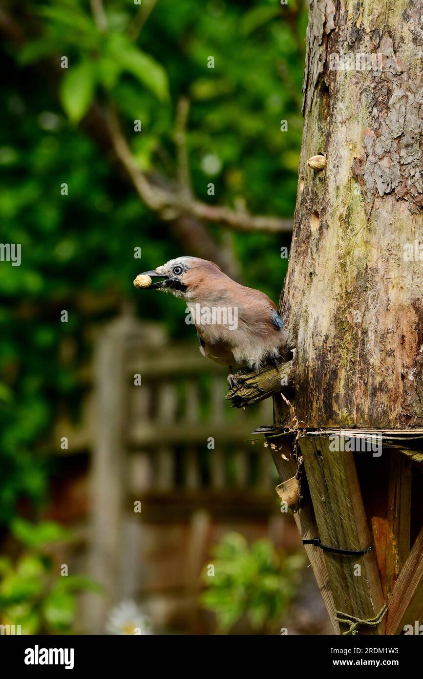 Jay uk nest hi-res stock photography and images - Alamy