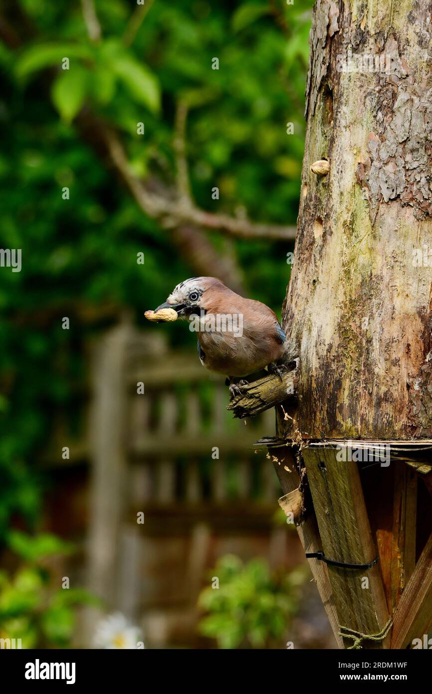 Jay uk nest hi-res stock photography and images - Alamy