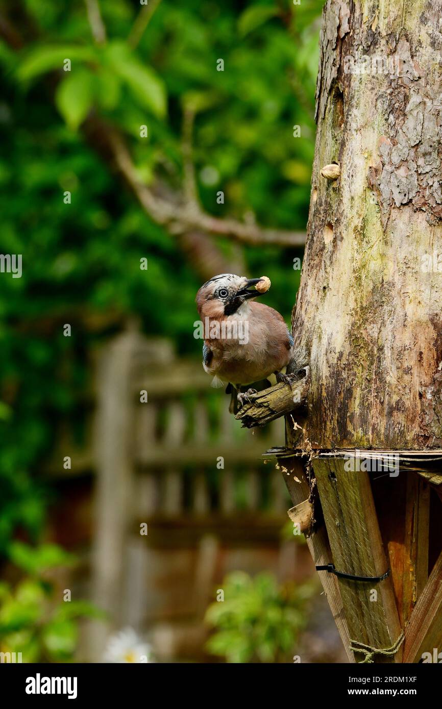 Jay uk nest hi-res stock photography and images - Alamy