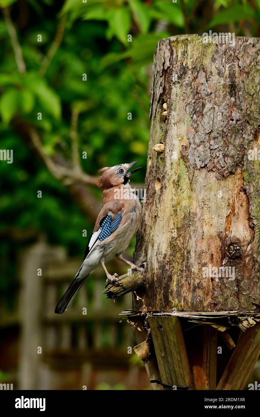 Jay bird uk nest hi-res stock photography and images - Alamy