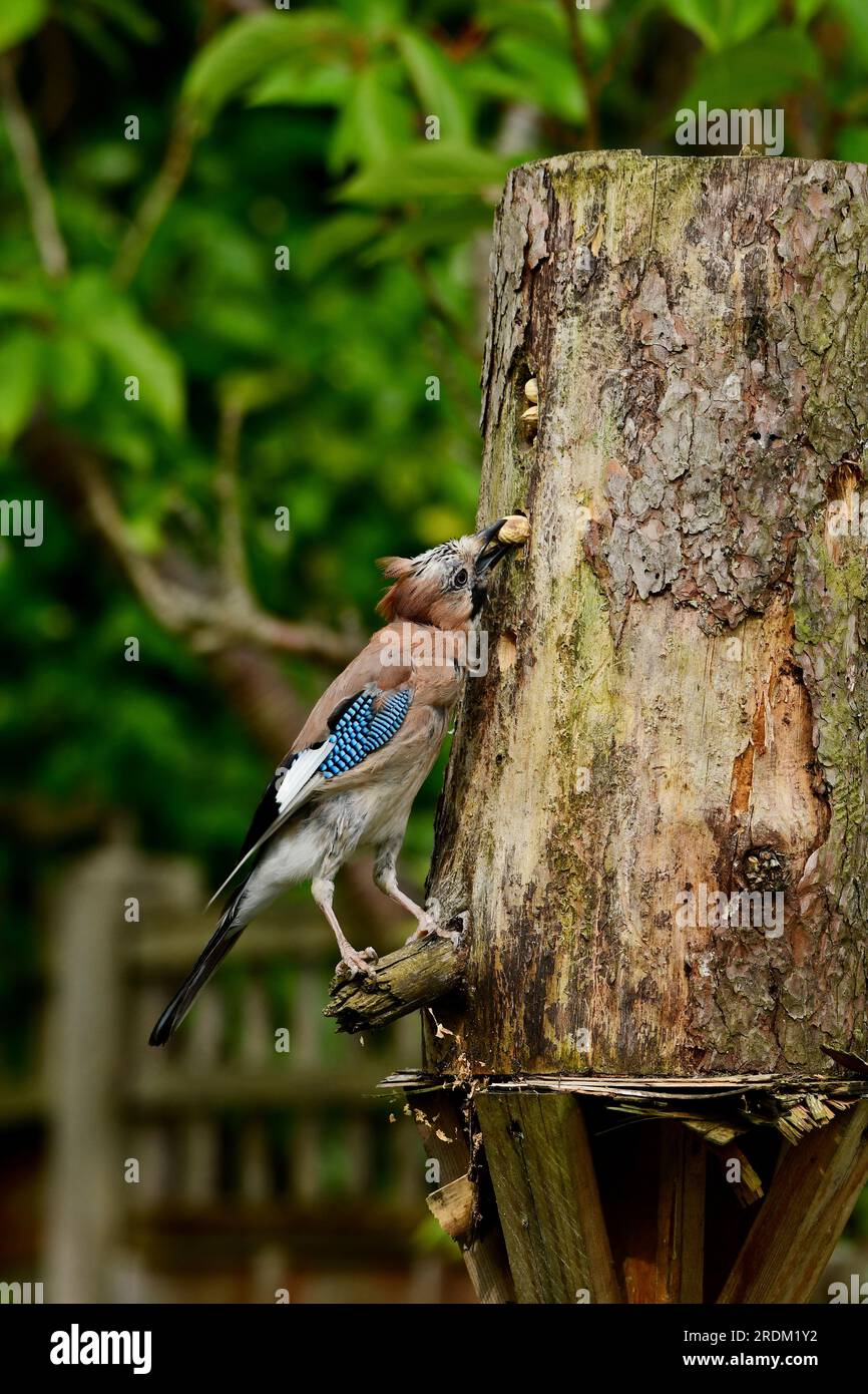 Jay uk nest hi-res stock photography and images - Alamy