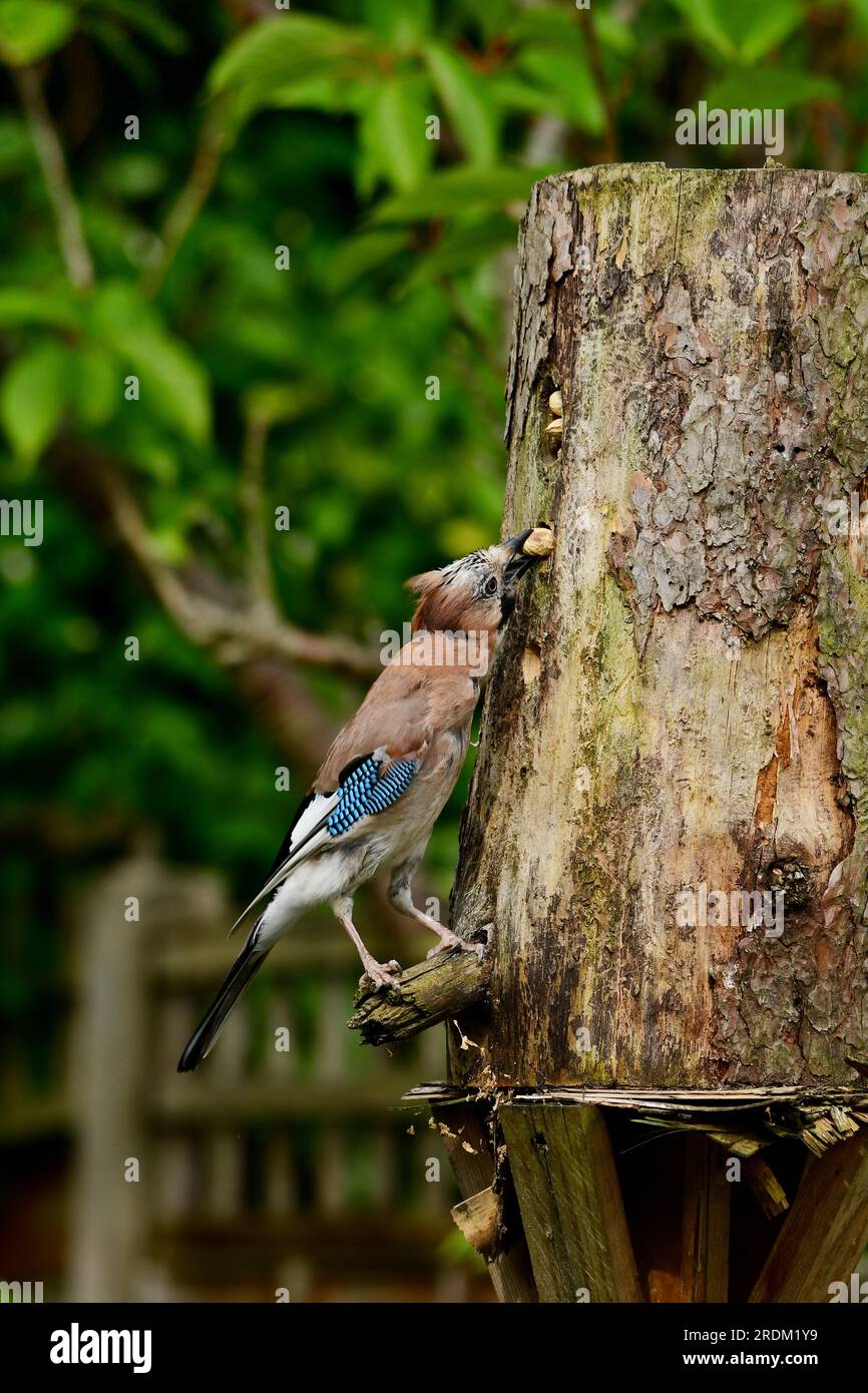 Jay house hi-res stock photography and images - Alamy
