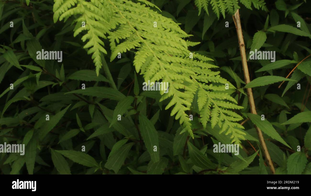 Polystichum munitum, the western swordfern or Bright Green Tuber sword ...
