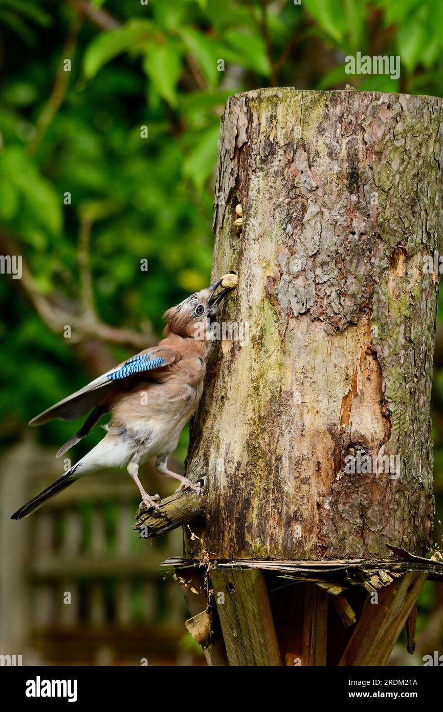 Jay uk nest hi-res stock photography and images - Alamy