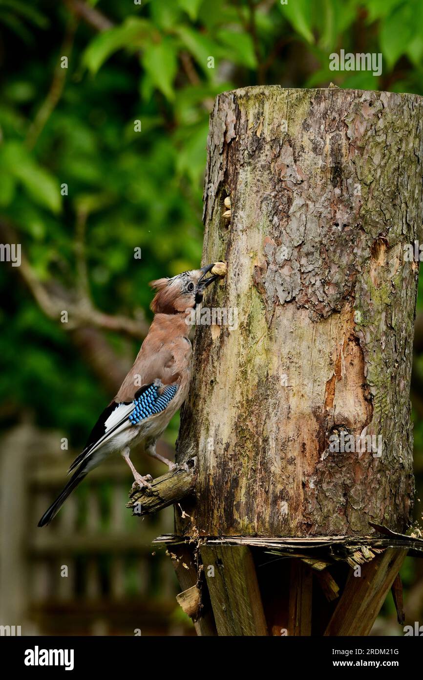 Jay uk nest hi-res stock photography and images - Alamy
