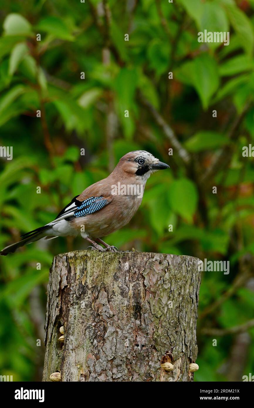 Jay uk nest hi-res stock photography and images - Alamy