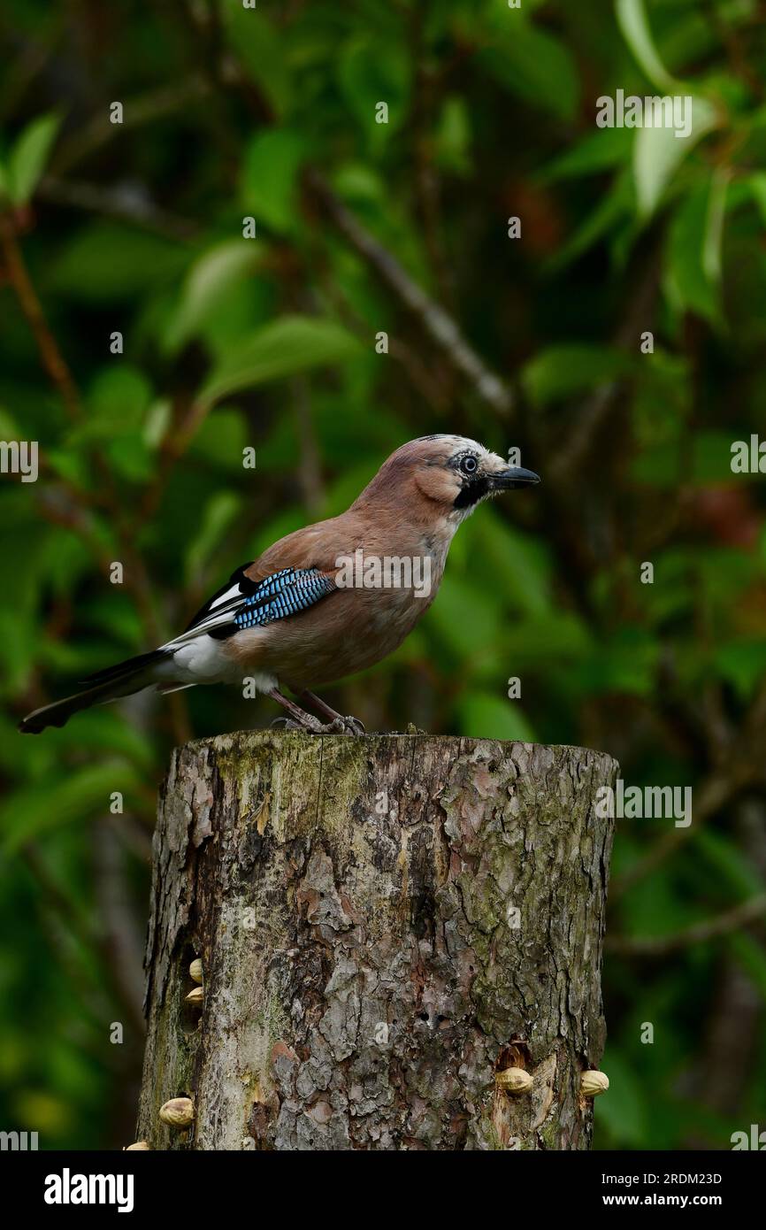 Jay uk nest hi-res stock photography and images - Alamy