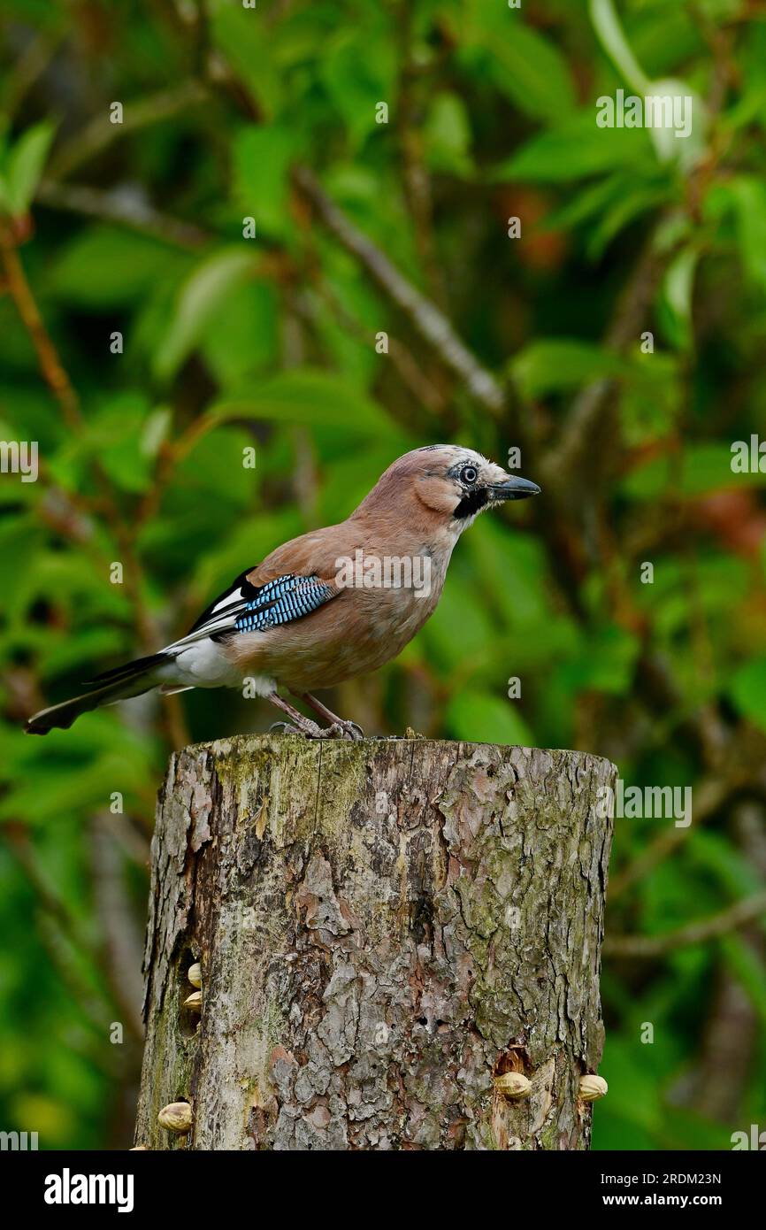 Jay uk nest hi-res stock photography and images - Alamy Jay uk nest hi-res stock photography and images - Alamy