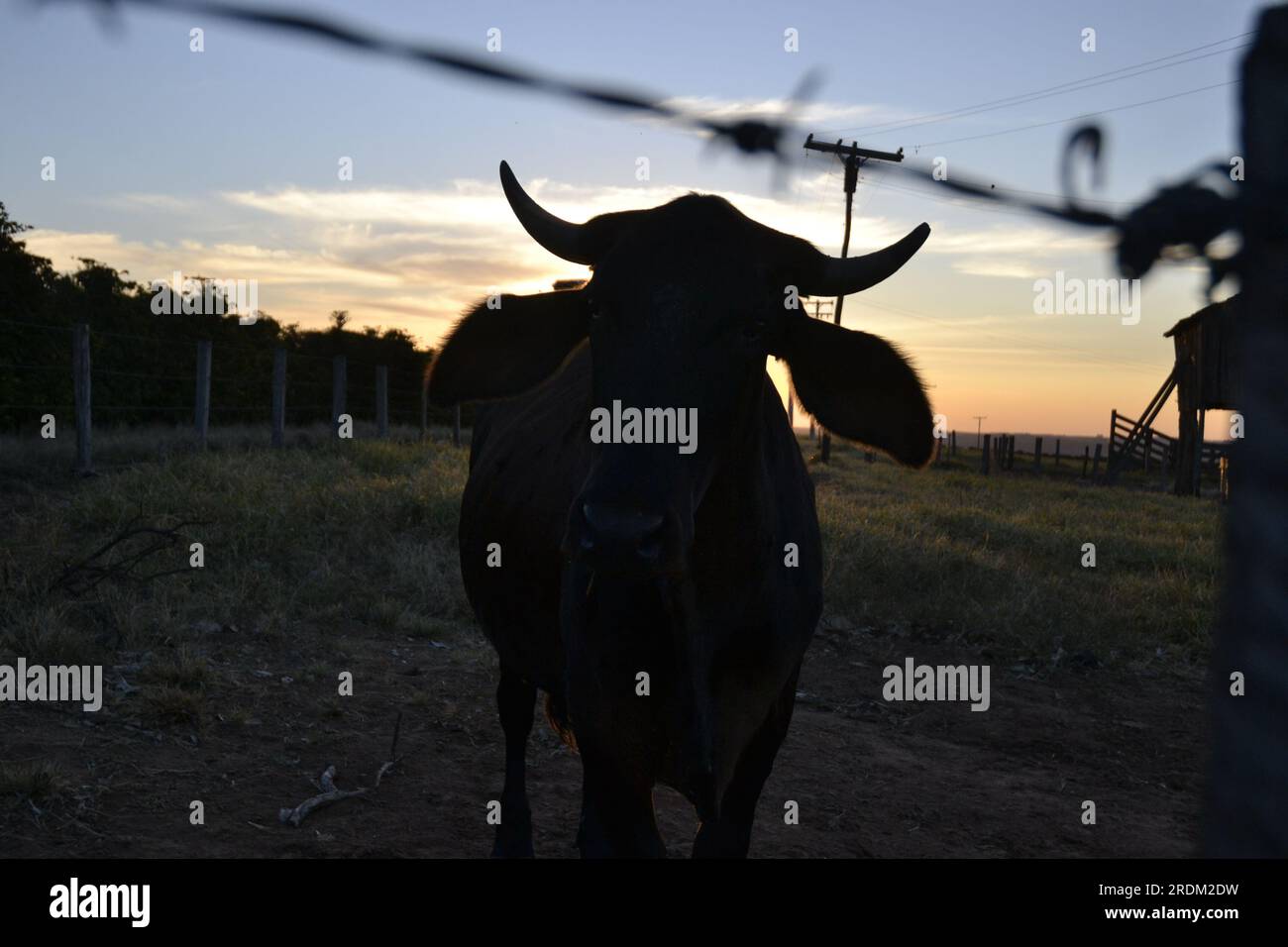 Brazilian agropecuaria hi-res stock photography and images - Alamy