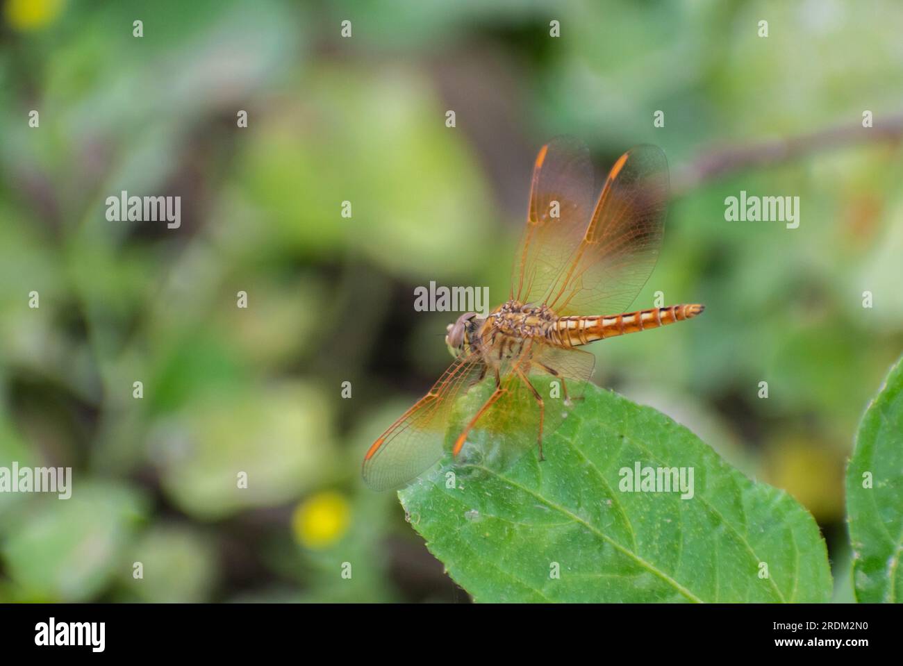 Grasshoppers are a group of insects belonging to the suborder Caelifera ...
