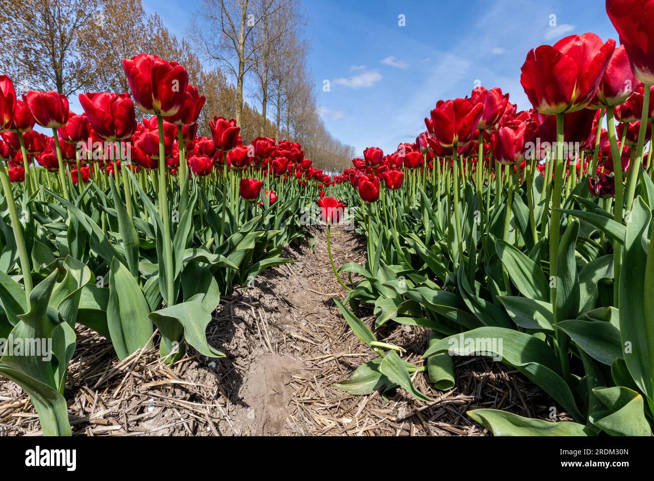 Tulip fire hi-res stock photography and images - Alamy