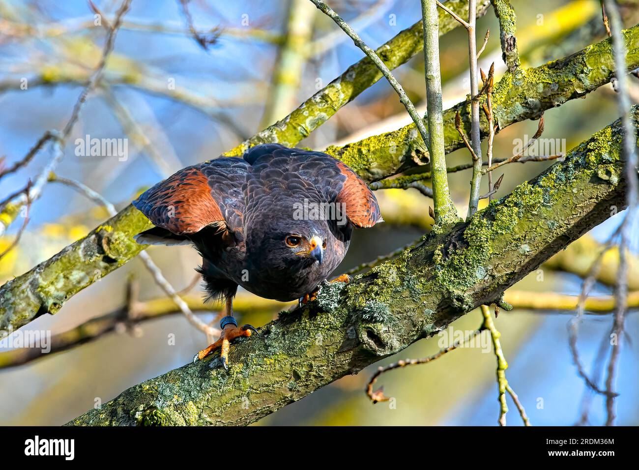 Wolf hawk hi-res stock photography and images - Alamy