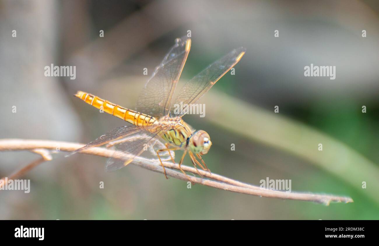Grasshoppers are a group of insects belonging to the suborder Caelifera ...