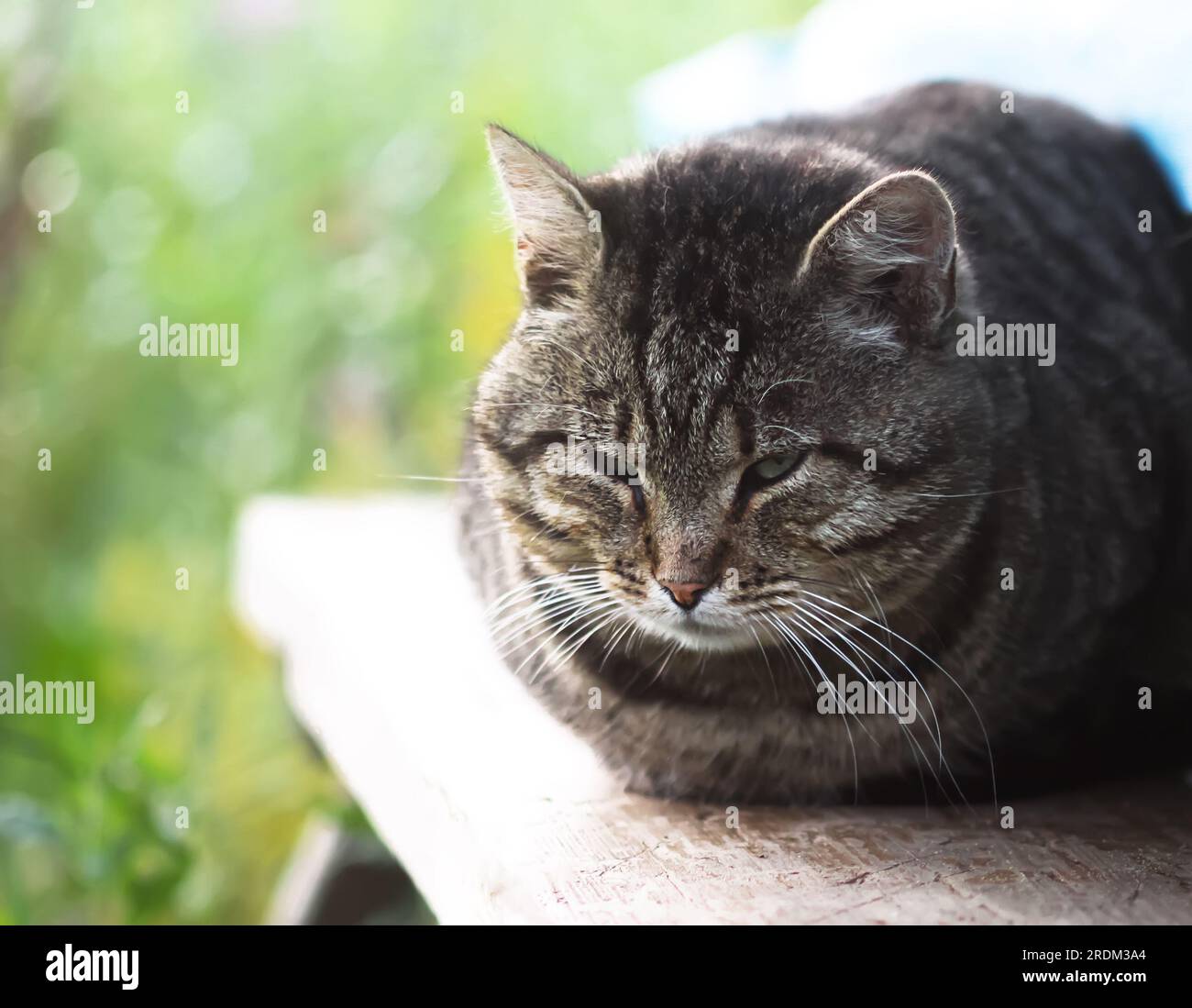 Cat on railing outdoors house hi-res stock photography and images - Alamy