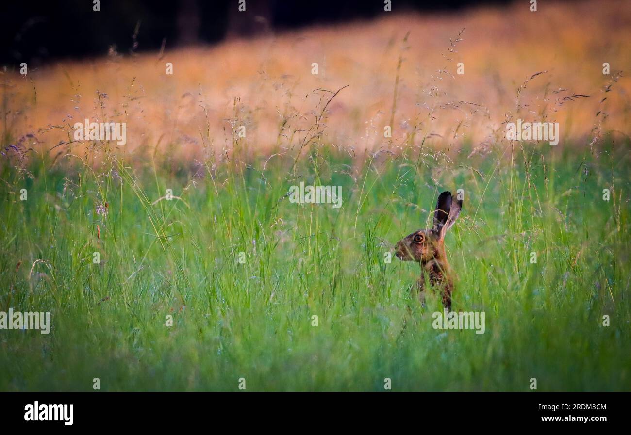 hare hiding in grass, rabbit in green grass Stock Photo - Alamy