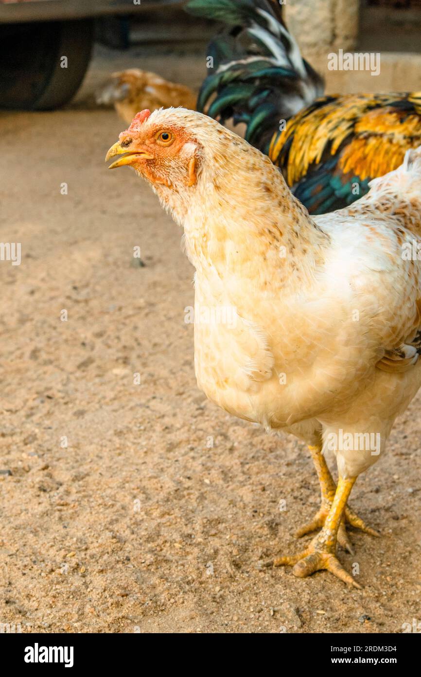 chickens in the traditional free range poultry farm, rural scene Stock ...