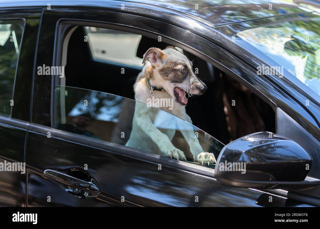 Road tripping with a happy dog who is enjoying the journey, looking out ...