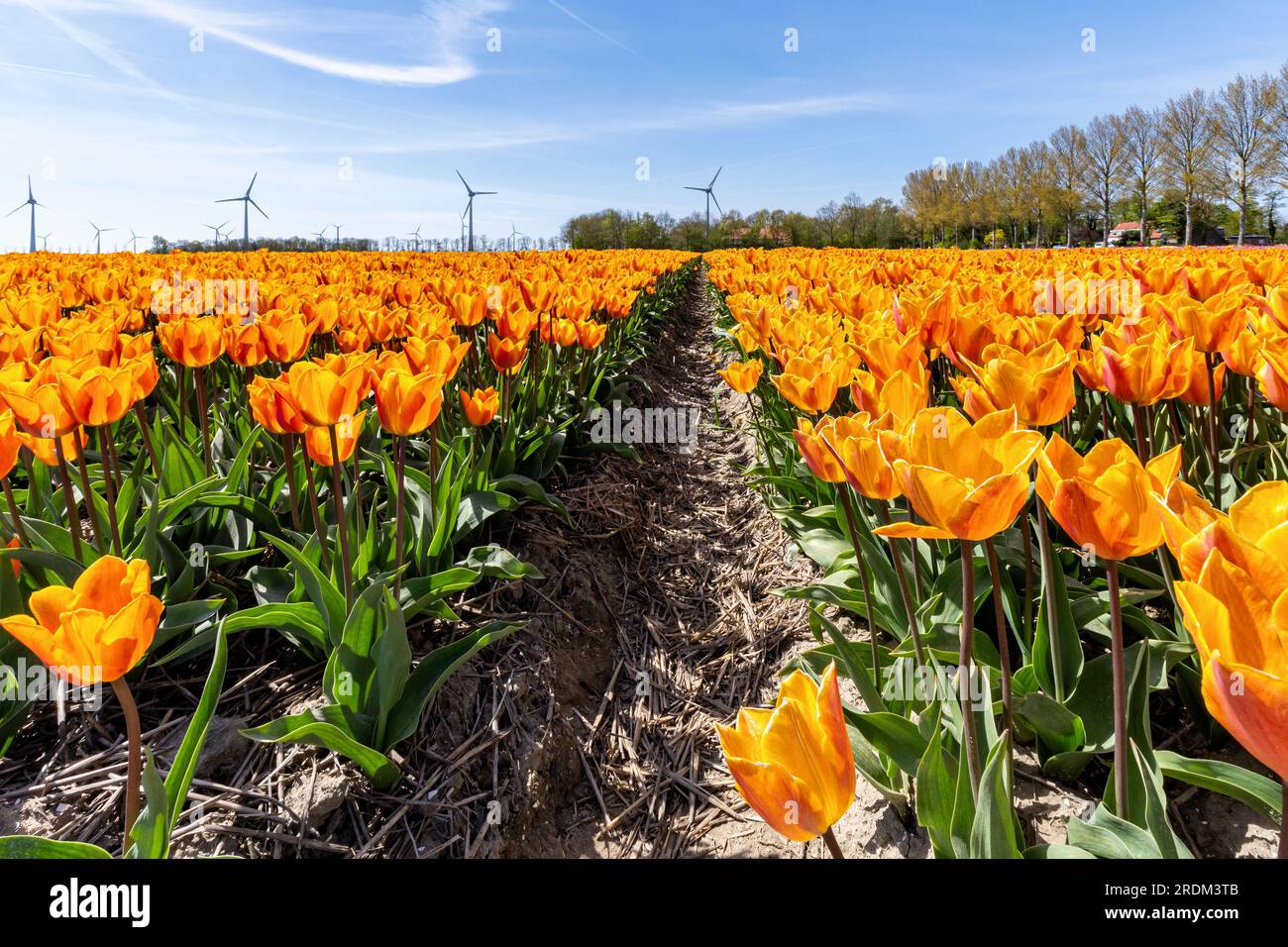 field with orange triumph tulips (variety ‘Miss Zhang’) in Flevoland ...