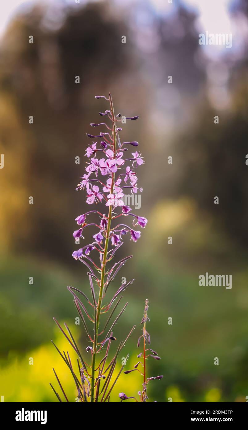 Purple flowers of Blooming Sally or Fireweed medical plants Stock Photo ...