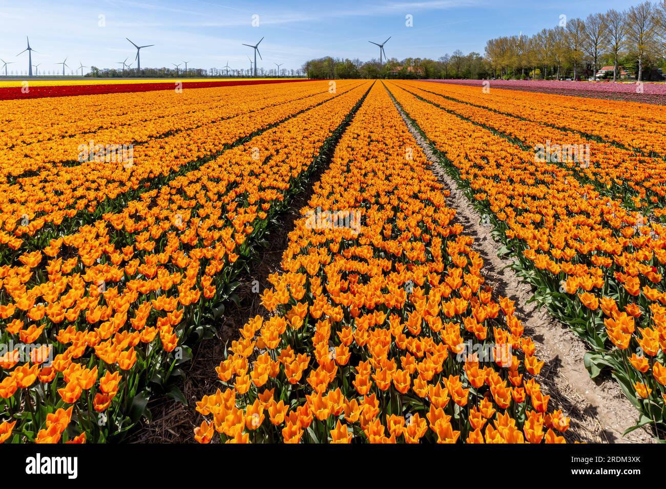 field with orange triumph tulips (variety ‘Miss Zhang’) in Flevoland ...