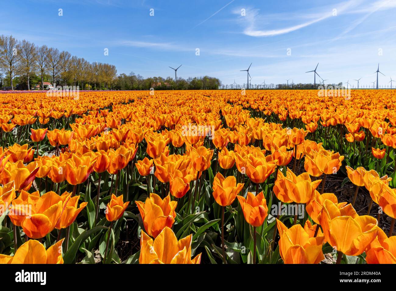 field with orange triumph tulips (variety ‘Miss Zhang’) in Flevoland ...