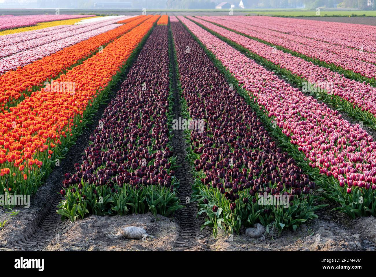 Colorful tulip field blooming in hi-res stock photography and images ...