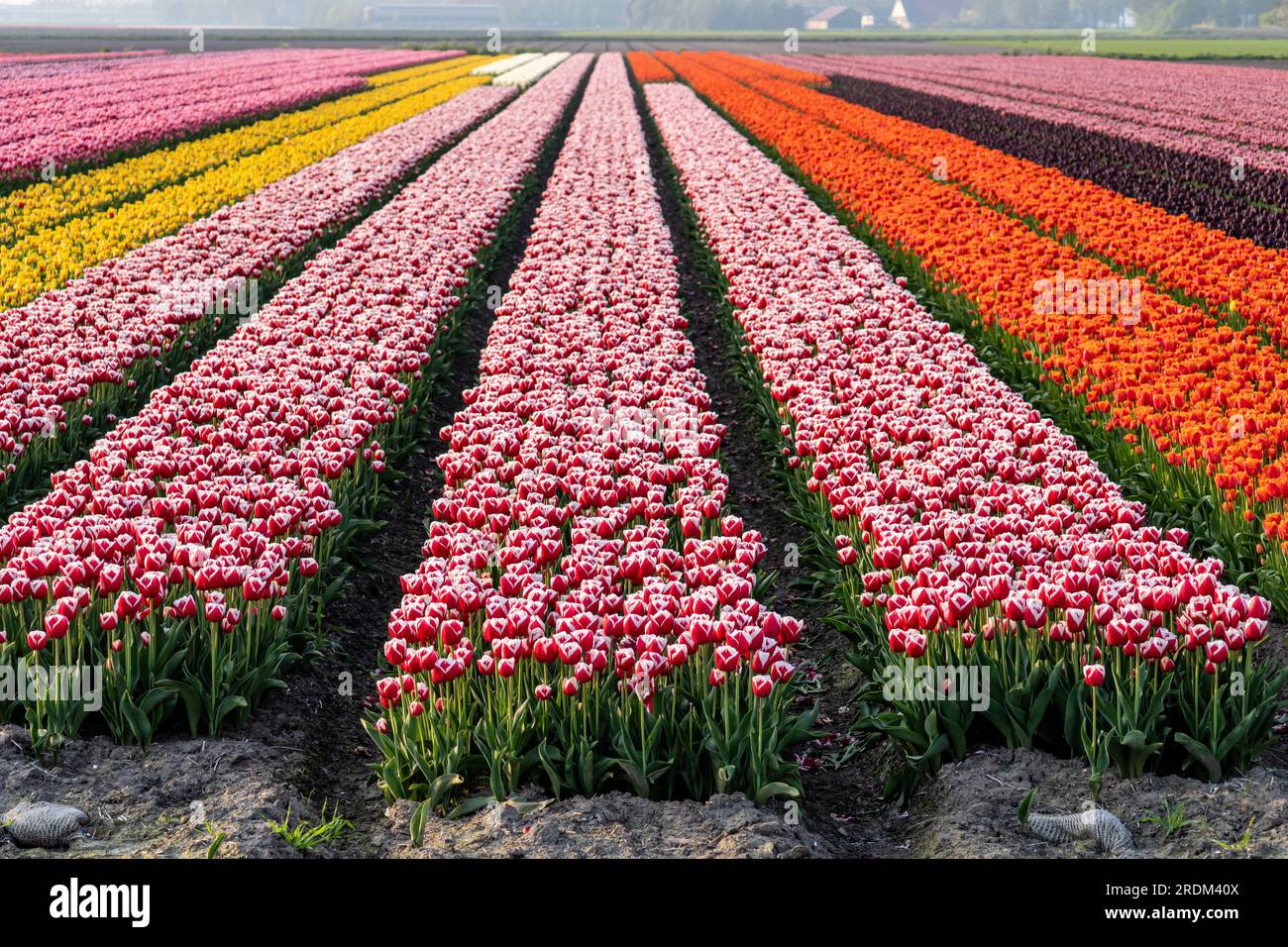 Tulip field in flevoland hi-res stock photography and images - Alamy