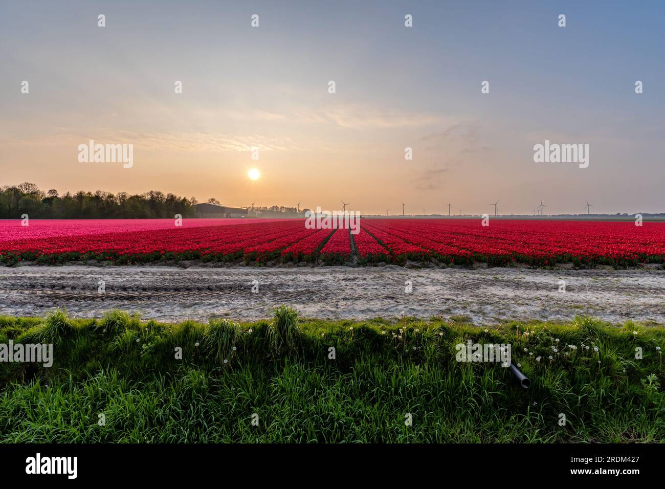 Beautiful blooming tulip field hi-res stock photography and images - Alamy