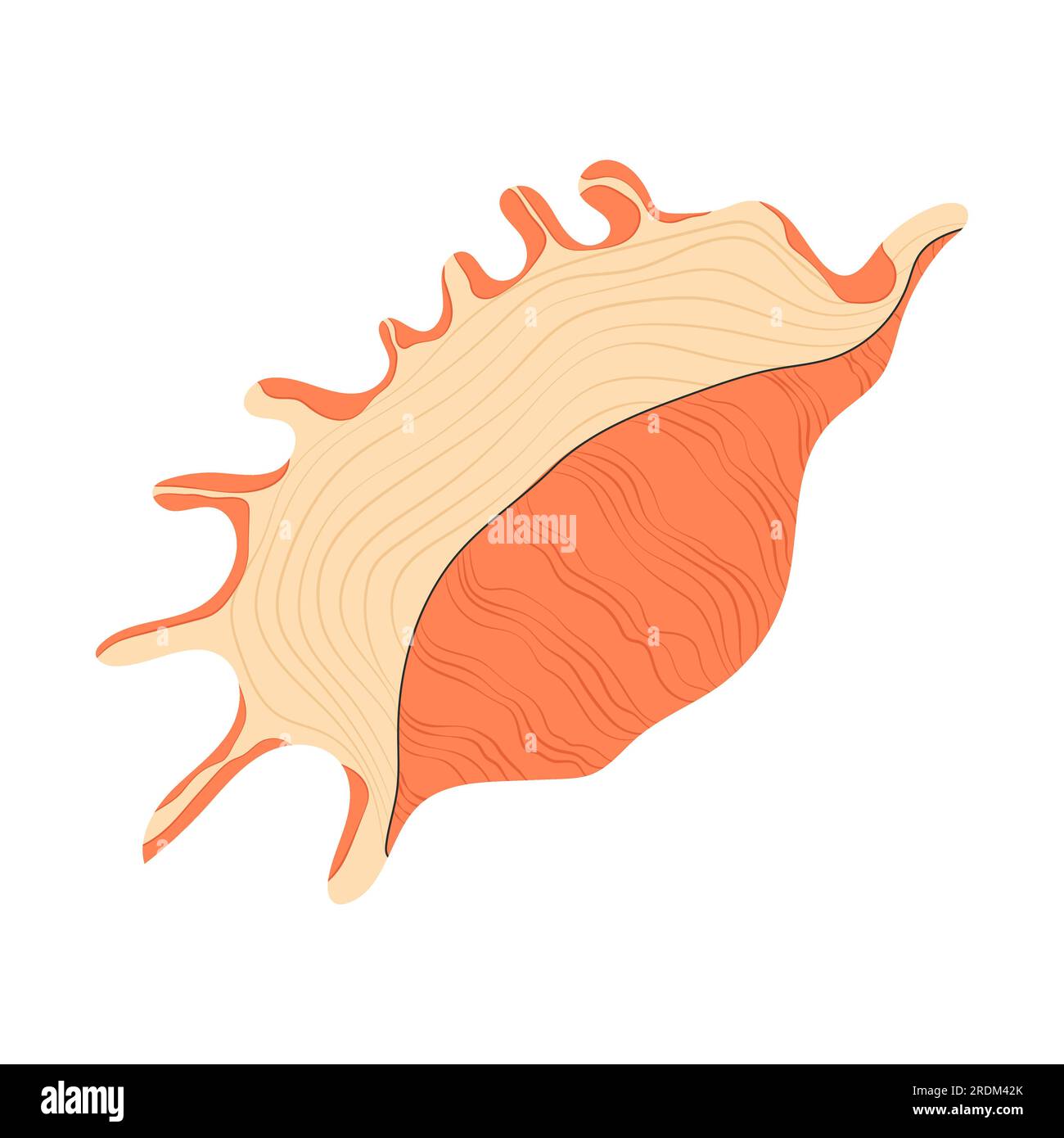 Sea shell. Marine conch, mollusc in seashell Stock Vector Image & Art ...