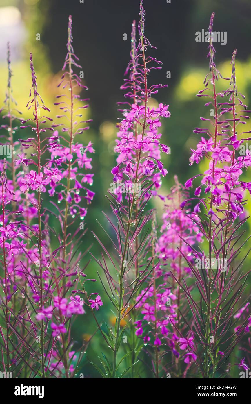 Purple flowers of Blooming Sally or Fireweed medical plants Stock Photo ...