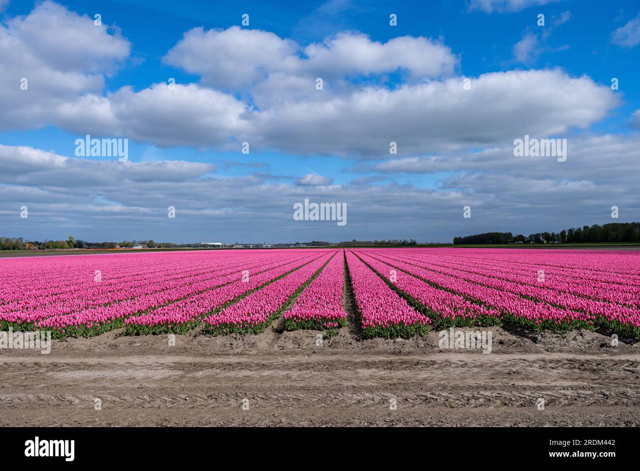 tulip field in Flevoland, Netherlands Stock Photo - Alamy
