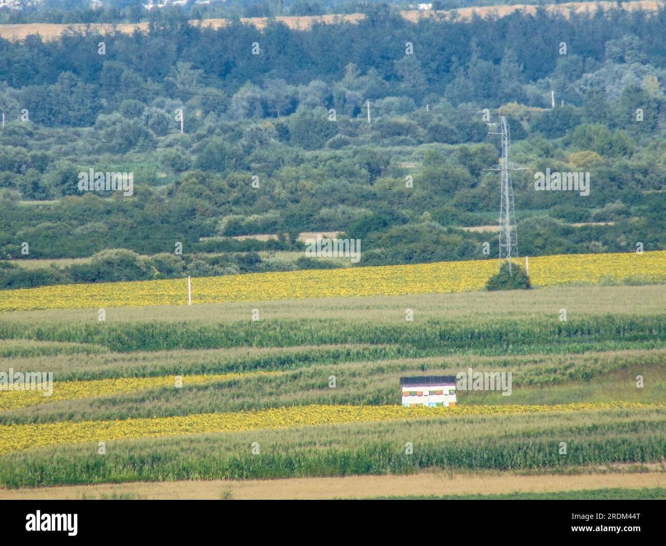 Bee hives and fields of sunflowers in the distance. In Maramures county ...