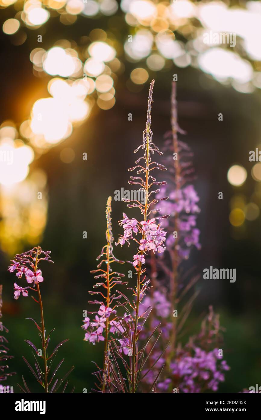 Field blooming sally flowers hi-res stock photography and images - Alamy