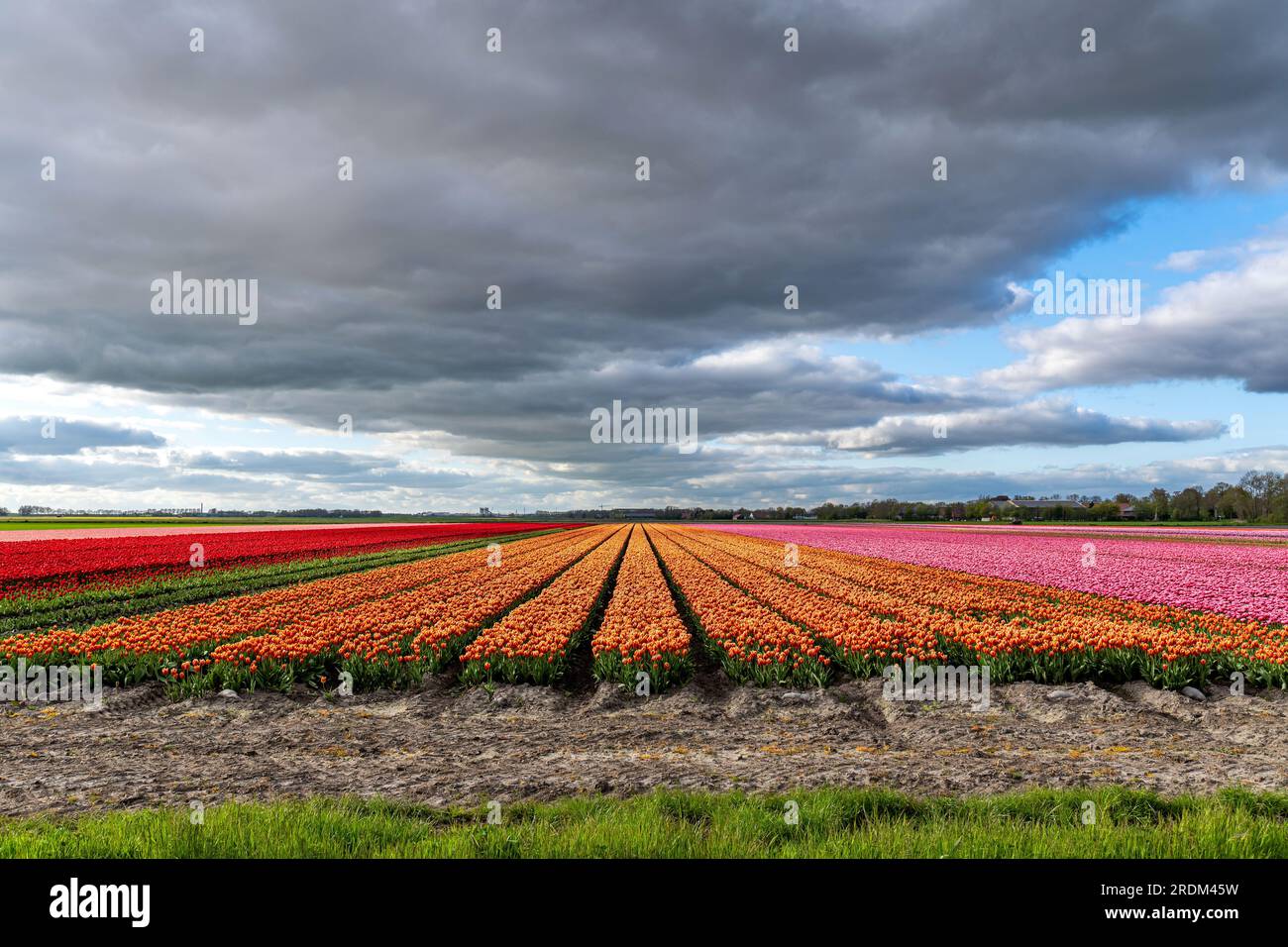 tulip field in Flevoland, Netherlands Stock Photo - Alamy