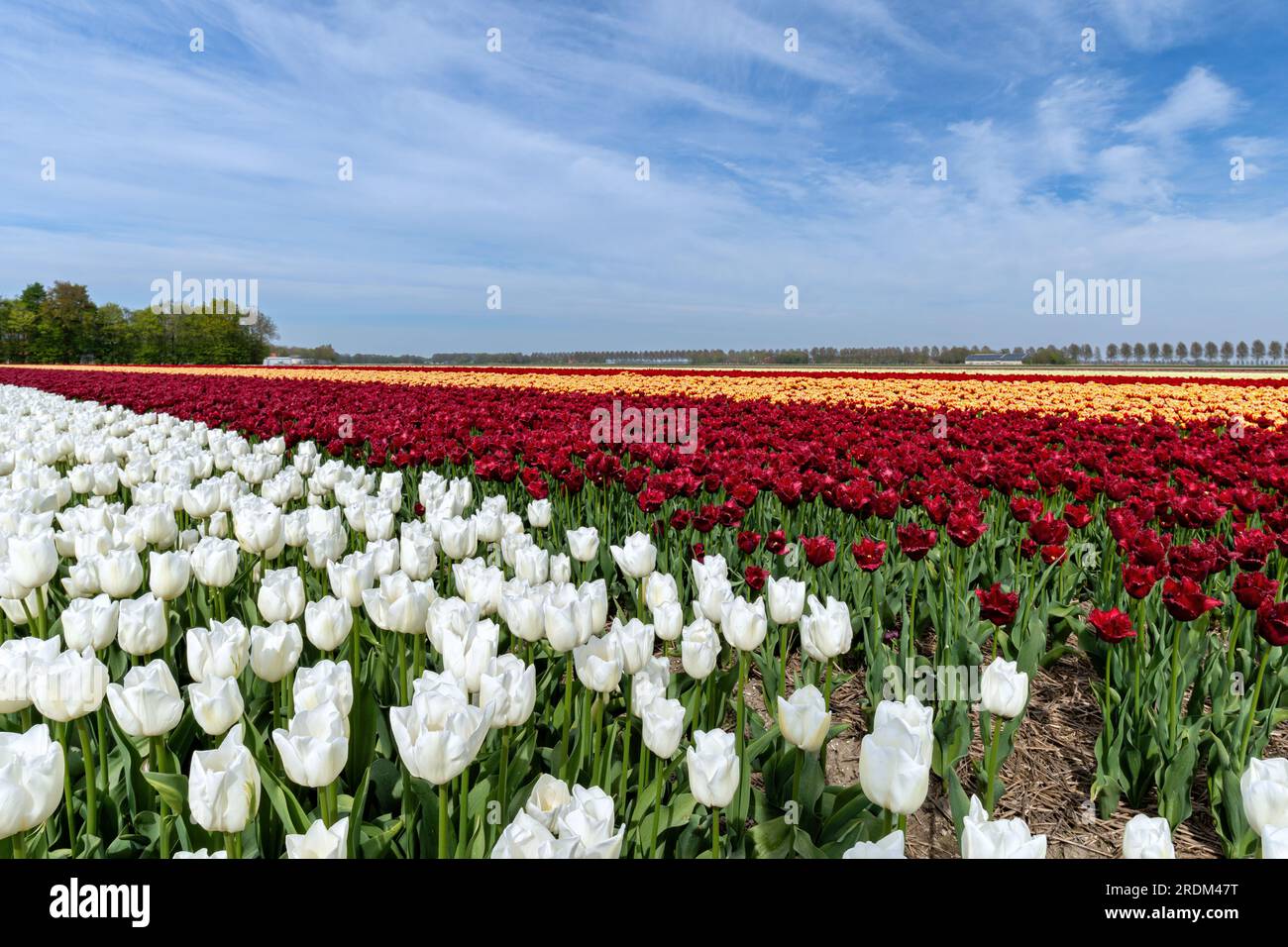 Beautiful blooming tulip field hi-res stock photography and images - Alamy
