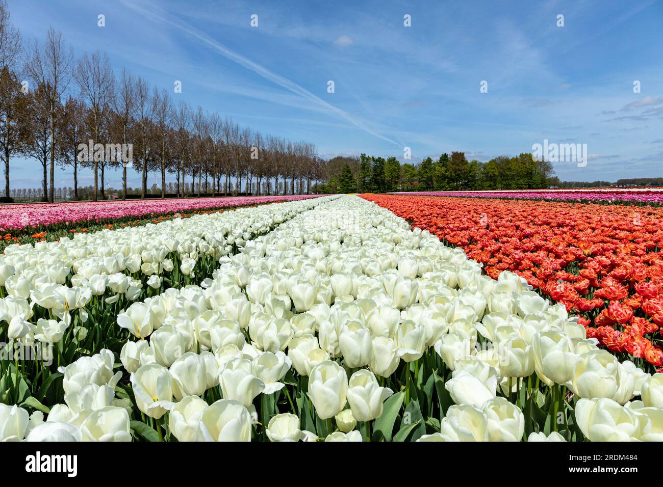 tulip field in Flevoland, Netherlands Stock Photo - Alamy