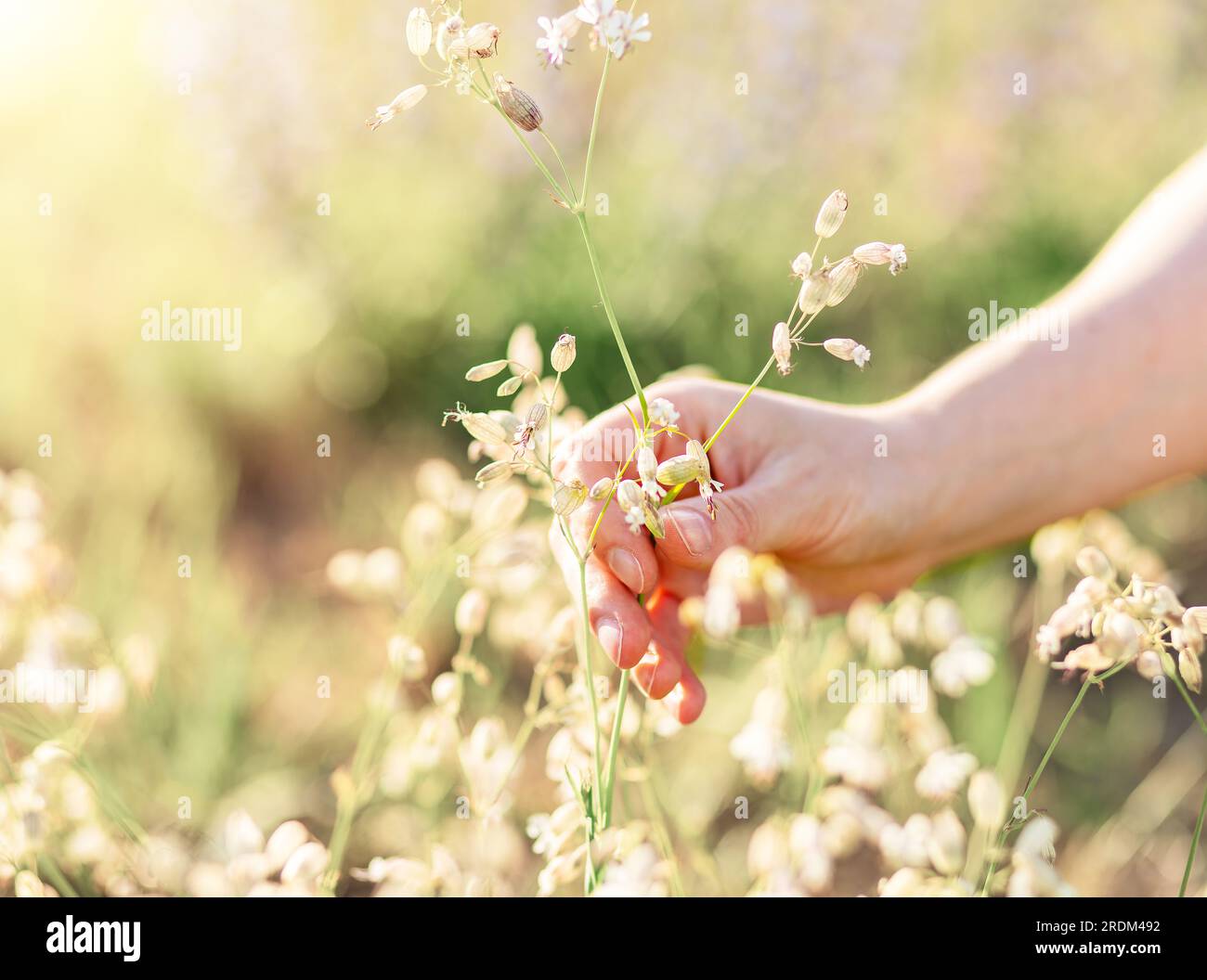 Hand picking, collecting herbal flowers, wild meadow plants Stock Photo ...