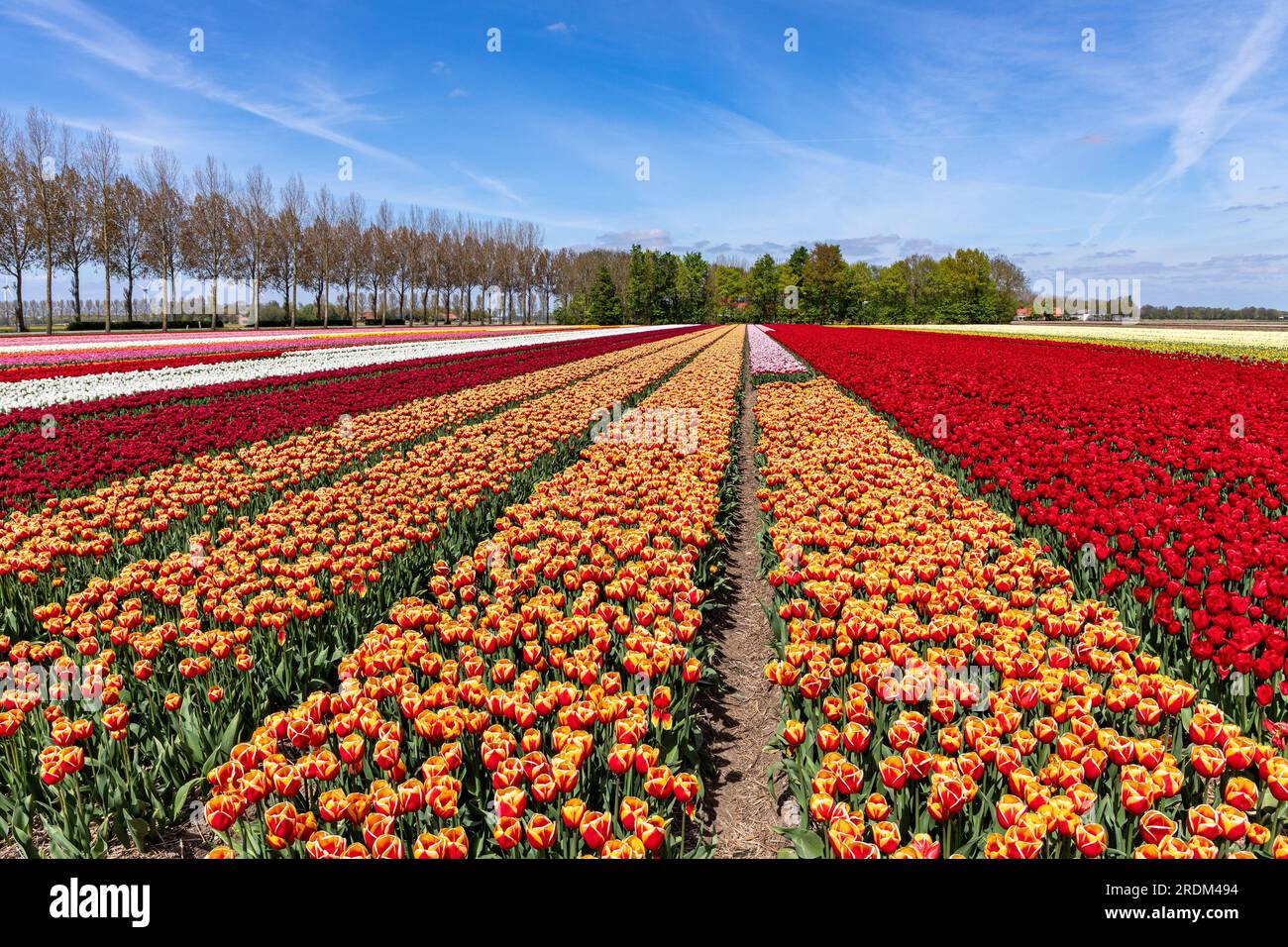 Beautiful blooming tulip field hi-res stock photography and images - Alamy