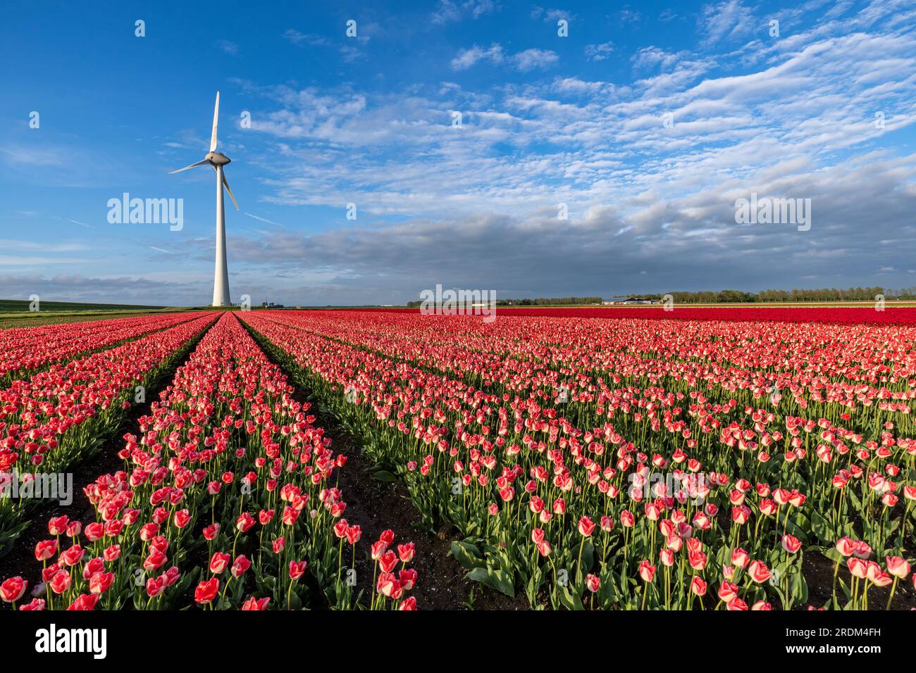 Windmill tulip field in hi-res stock photography and images - Alamy