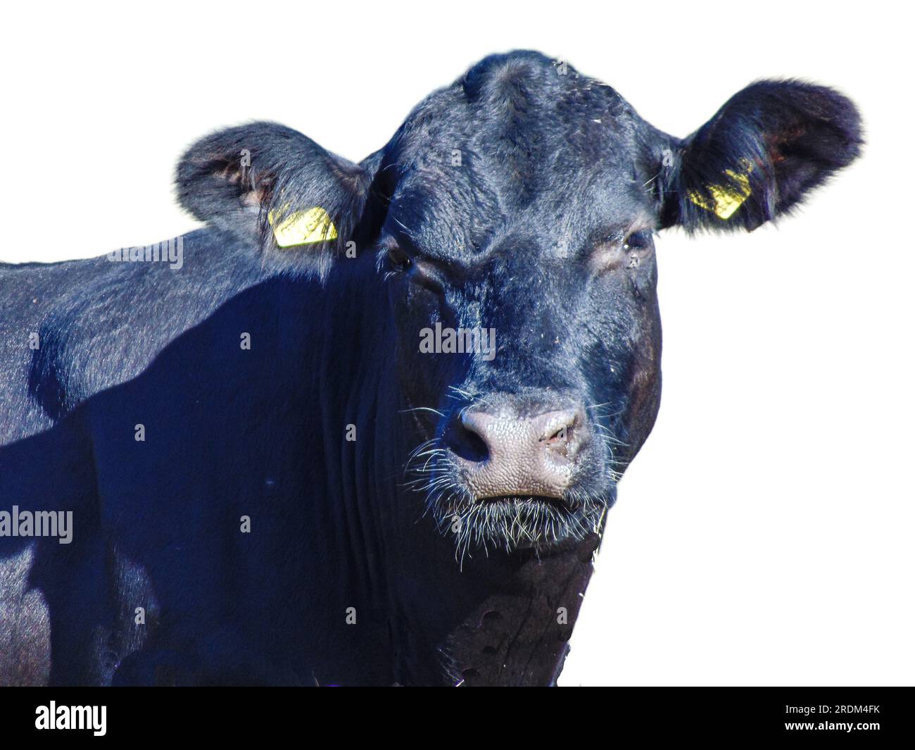 Black angus cow isolated on white background Stock Photo - Alamy