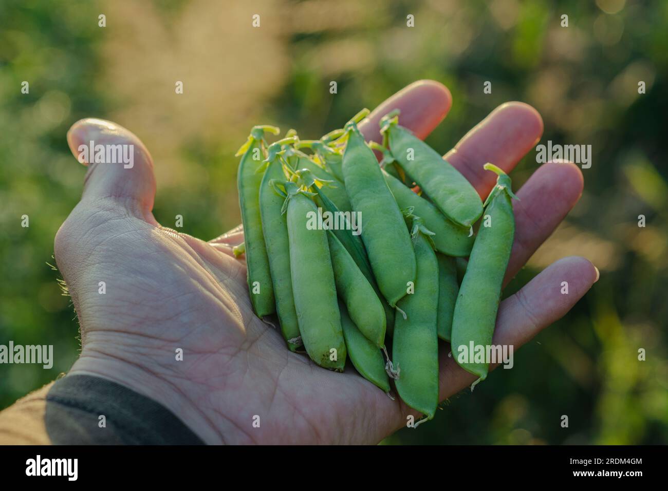 Pea pods in a man's hand. A farmer harvests legumes in the field. Green ...