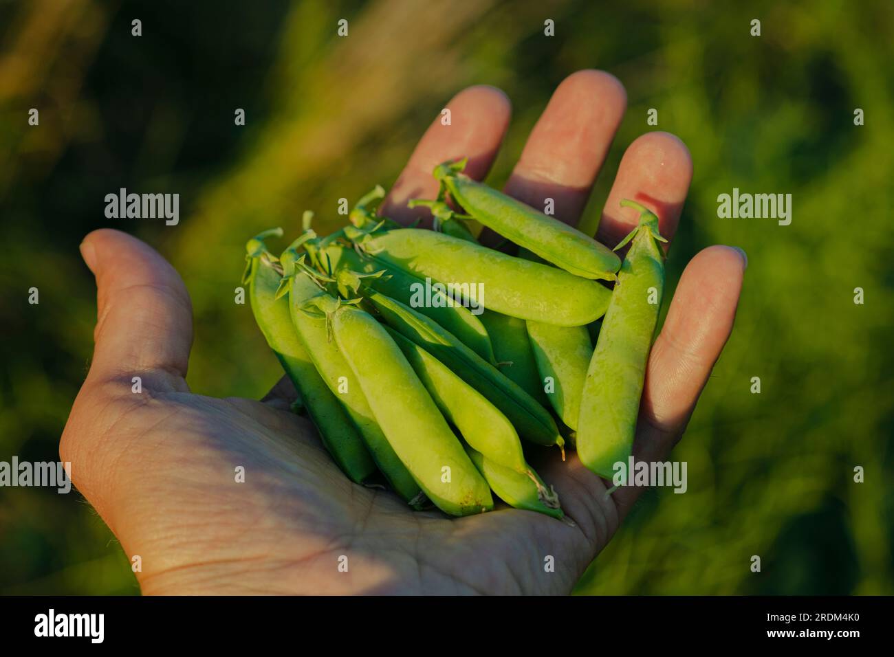 Pea pods in a man's hand. A farmer harvests legumes in the field. Green ...