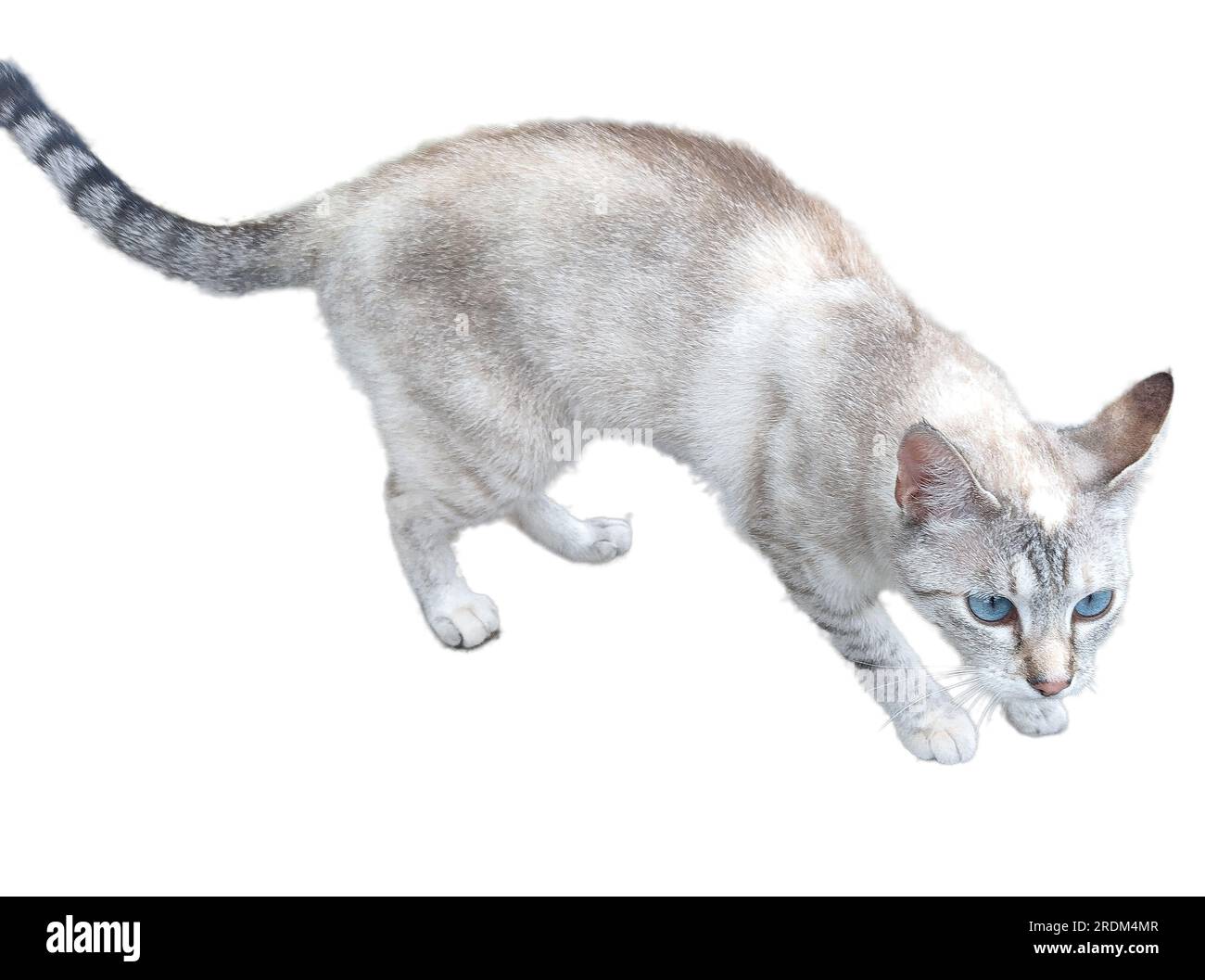Cat isolated on white background Stock Photo - Alamy