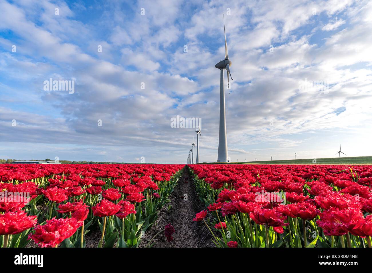 tulip field in Flevoland, Netherlands Stock Photo - Alamy