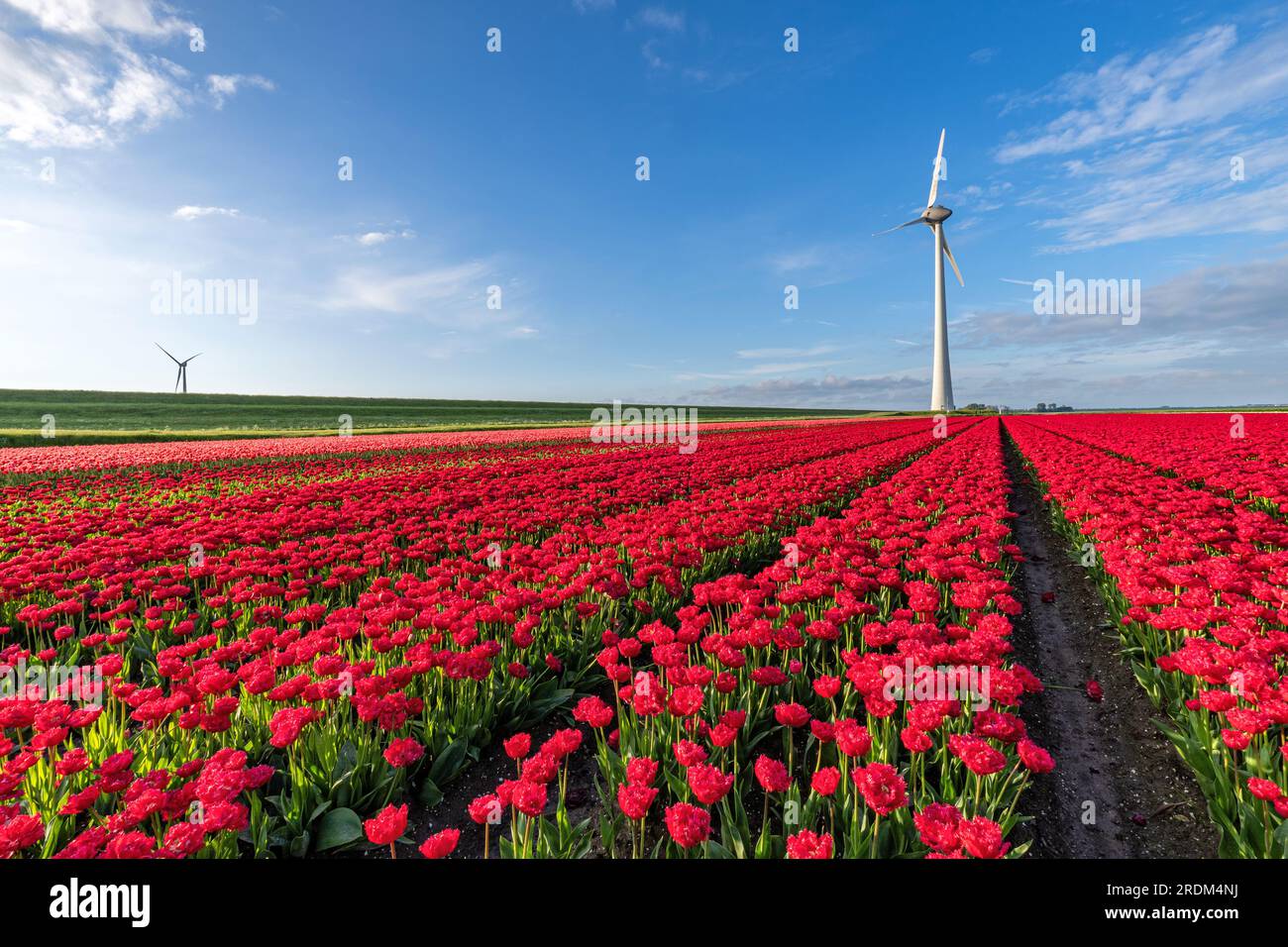 Flevoland hi-res stock photography and images - Alamy