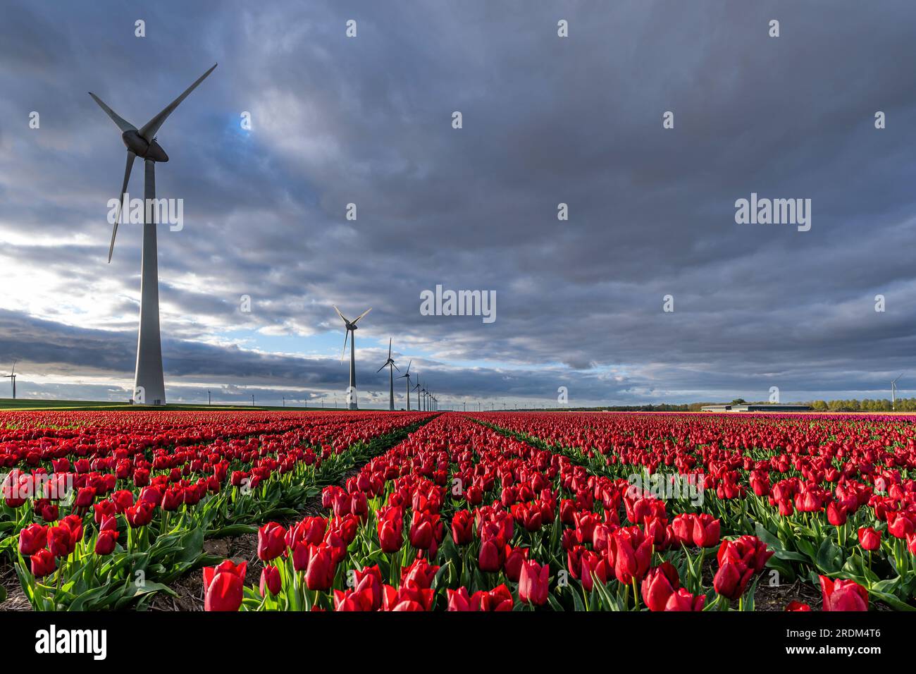 tulip field in Flevoland, Netherlands Stock Photo - Alamy