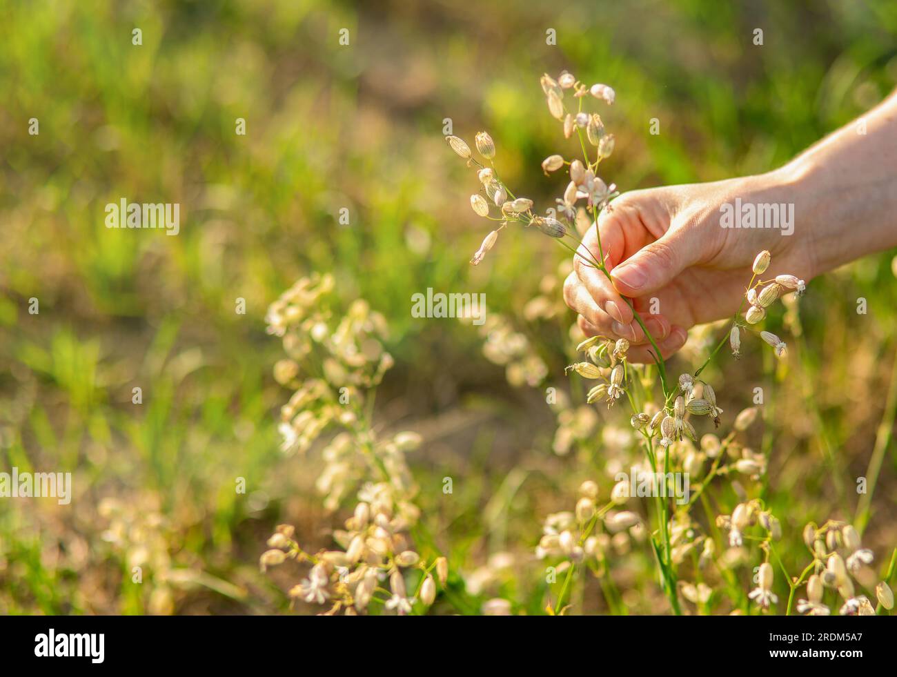 Hand taking, collecting herbal flowers, field plants Stock Photo - Alamy