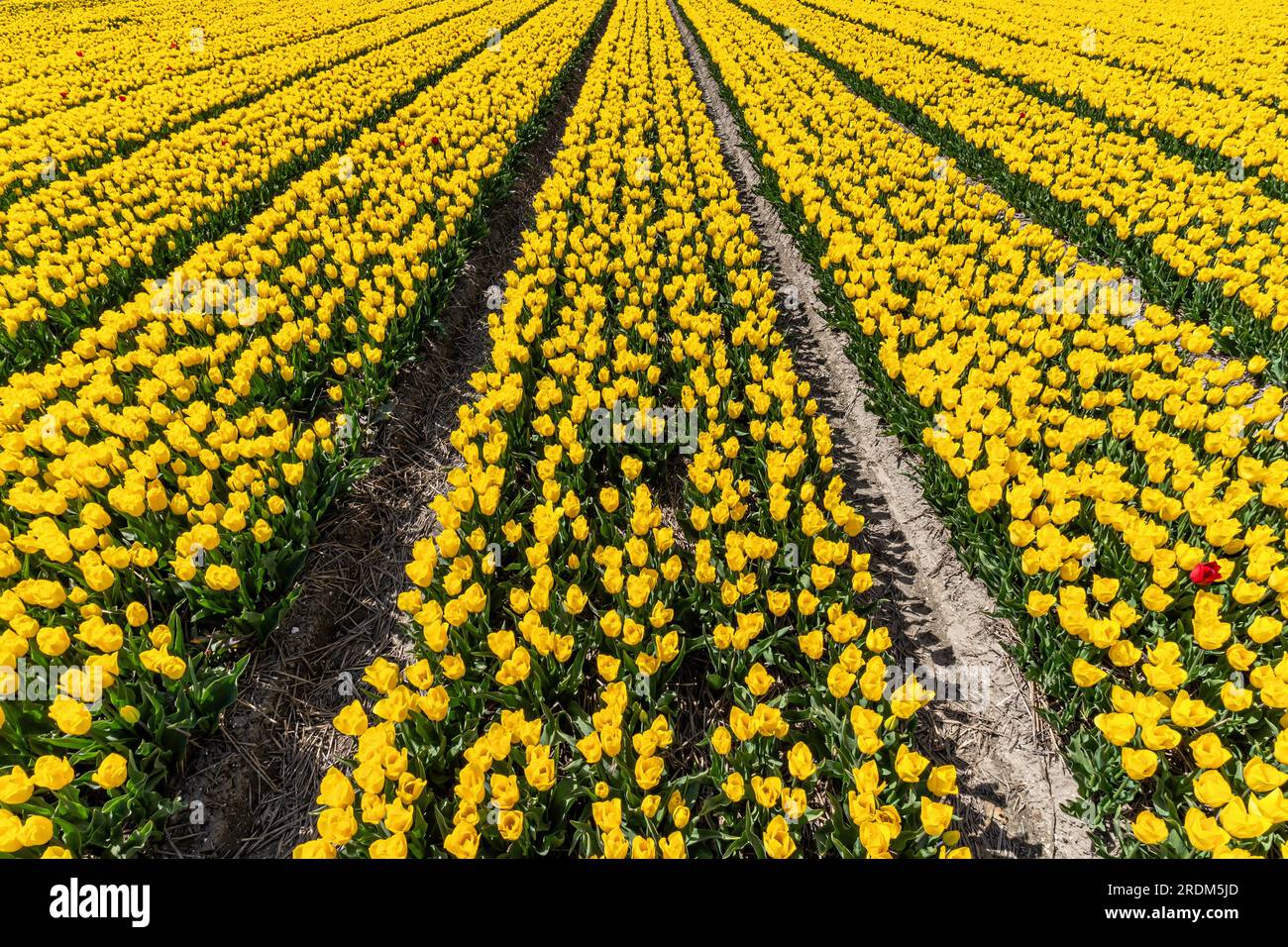 Strong blooms hi-res stock photography and images - Alamy