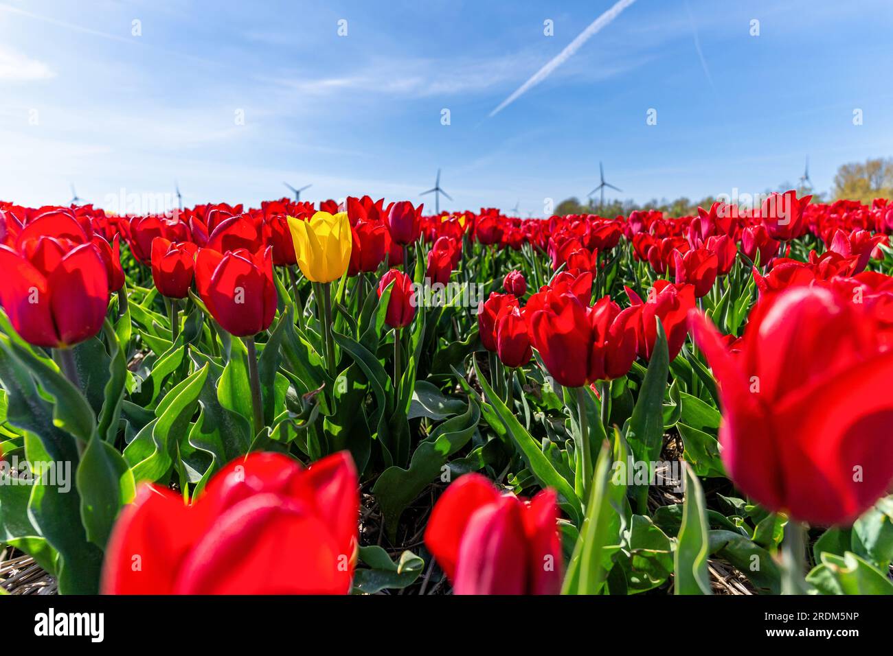 Strong spring or fontain hi-res stock photography and images - Alamy
